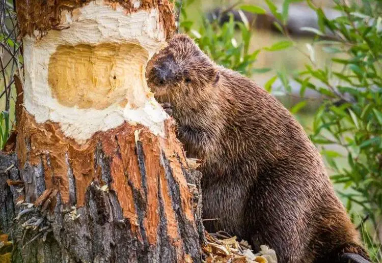 Why Do Beavers Have Orange Teeth? Are They Metallic Teeth? - Animal ...