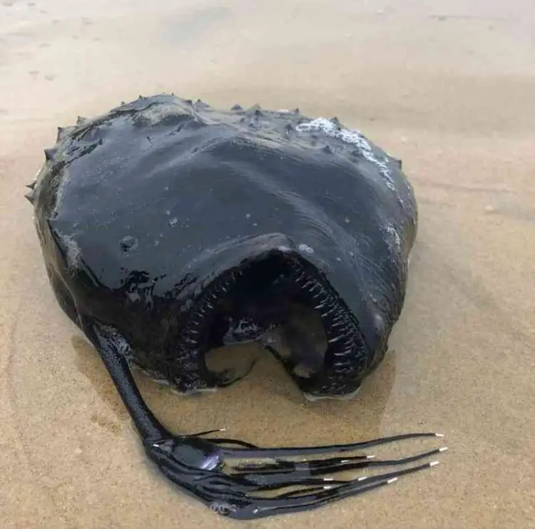 Deep Sea Anglerfish That Resembles An Alien Creature Washed Up On A ...