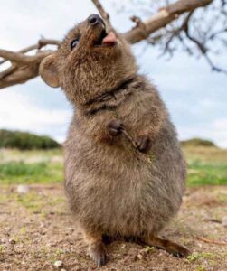 44 Quokka Selfies: Happiest Australian Animal That Smiles To Take A ...