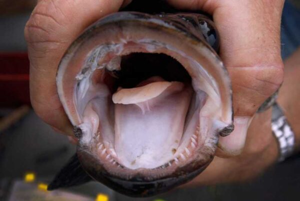 Northern Snakehead: A Fish That Can Survive On Land For Up To 4 Days ...