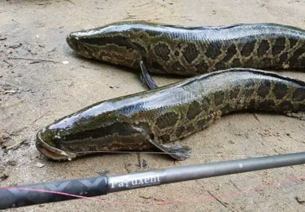 Northern Snakehead: A Fish That Can Survive On Land For Up To 4 Days ...