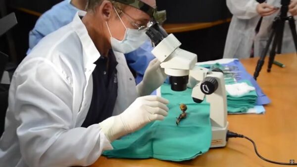 Unveiling The Startling Truth Of The 6-inch-long Atacama 'Alien ...