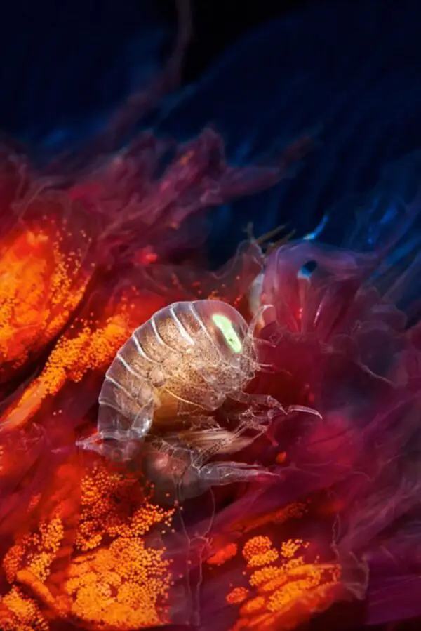 30 Amazing Photos Of Real-Life Underwater Creatures By Alexander ...