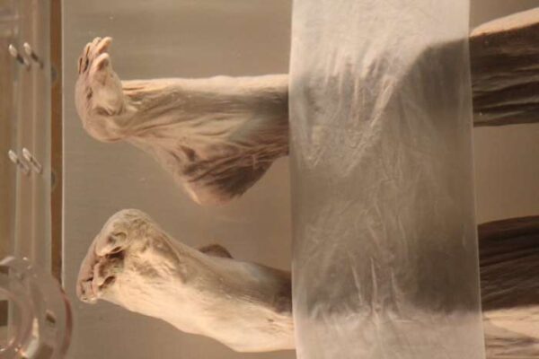 World's Best-Preserved Mummy, 2,000-year-old Lady Dai, Still Has Blood ...