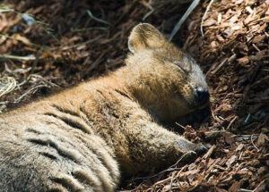 44 Quokka Selfies: Happiest Australian Animal That Smiles To Take A ...