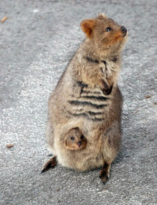 44 Quokka Selfies: Happiest Australian Animal That Smiles To Take A ...