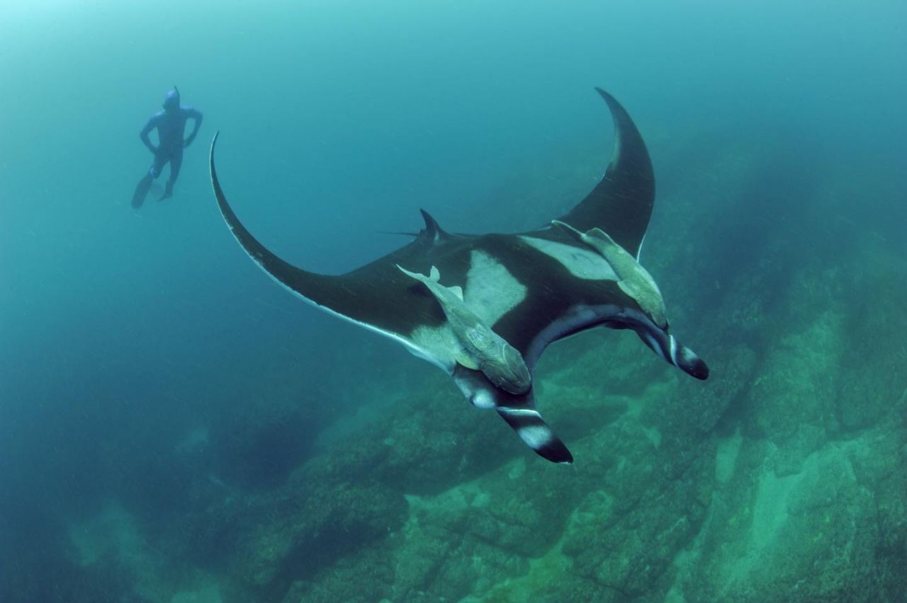 Largest Manta Ray Ever Caught: Wingspan Of 30 Feet And Weigh More Than ...