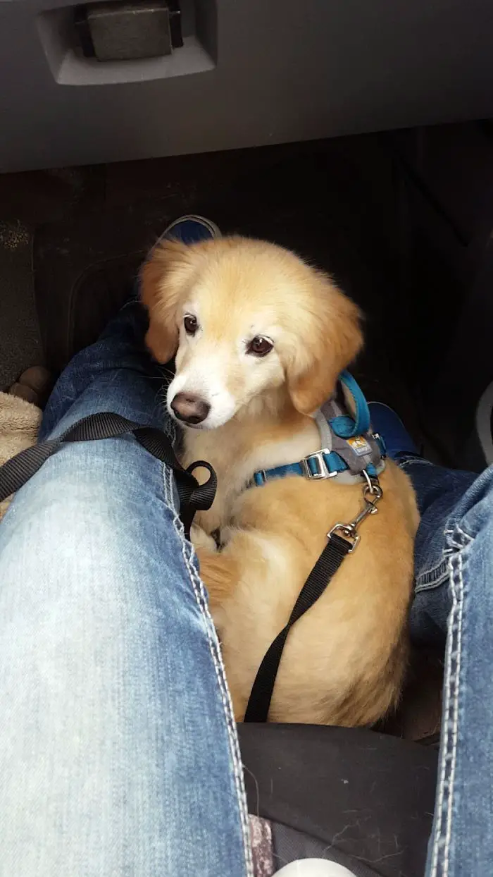 51 Crossbreed Dogs You'll Want To Take Home: The Cutest Pups You've ...
