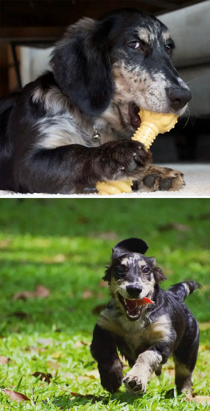 51 Crossbreed Dogs You'll Want To Take Home: The Cutest Pups You've ...