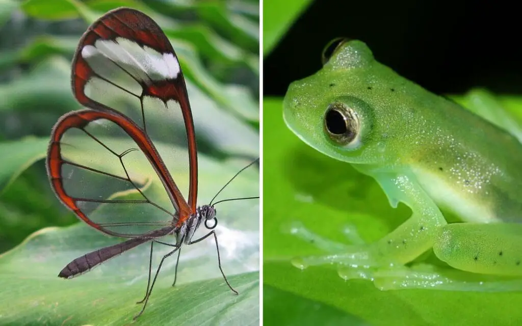 Invisible Creatures 20 Transparent Animals That Have Perfected