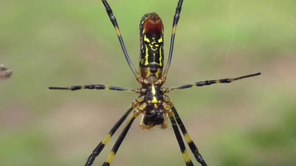 Joro Spiders Invade The East Coast: A Guide To Identifying And ...