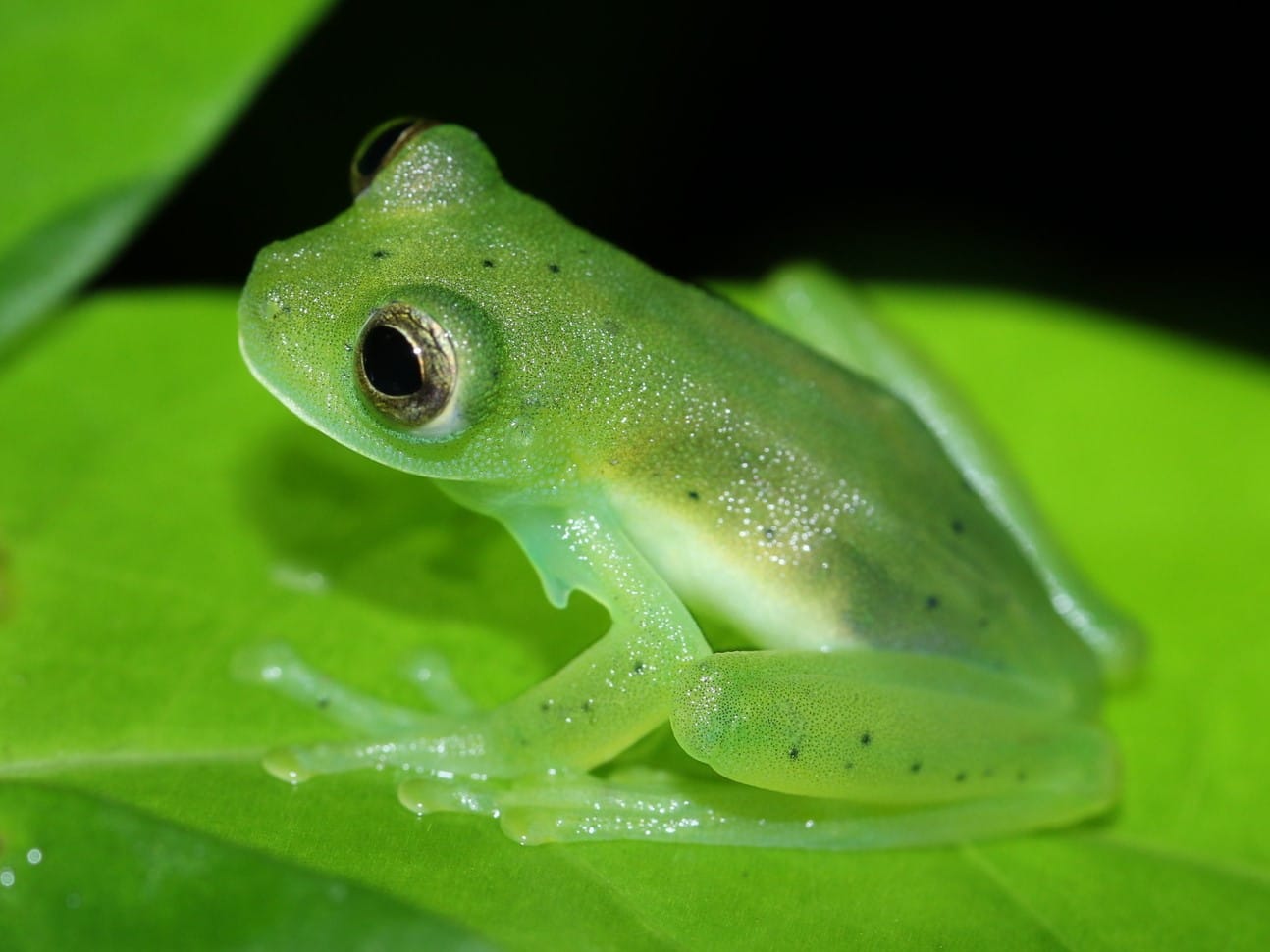 Invisible Creatures 20 Transparent Animals That Have Perfected