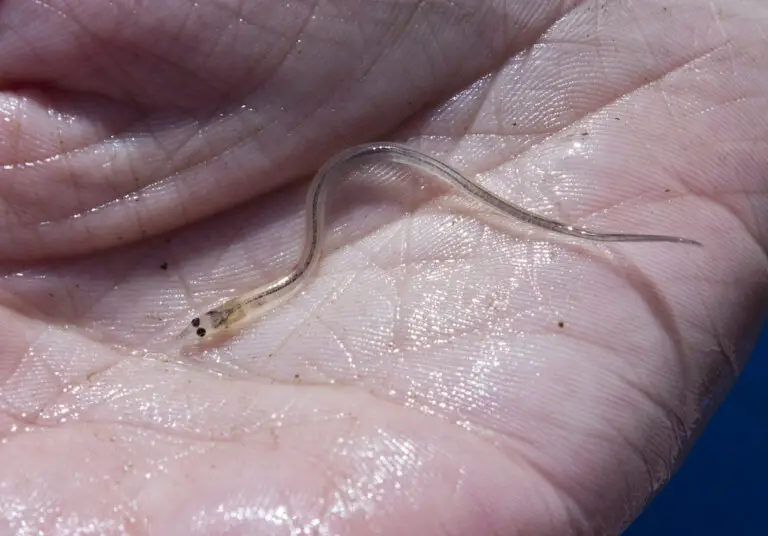 Invisible Creatures: 20 Transparent Animals That Have Perfected ...