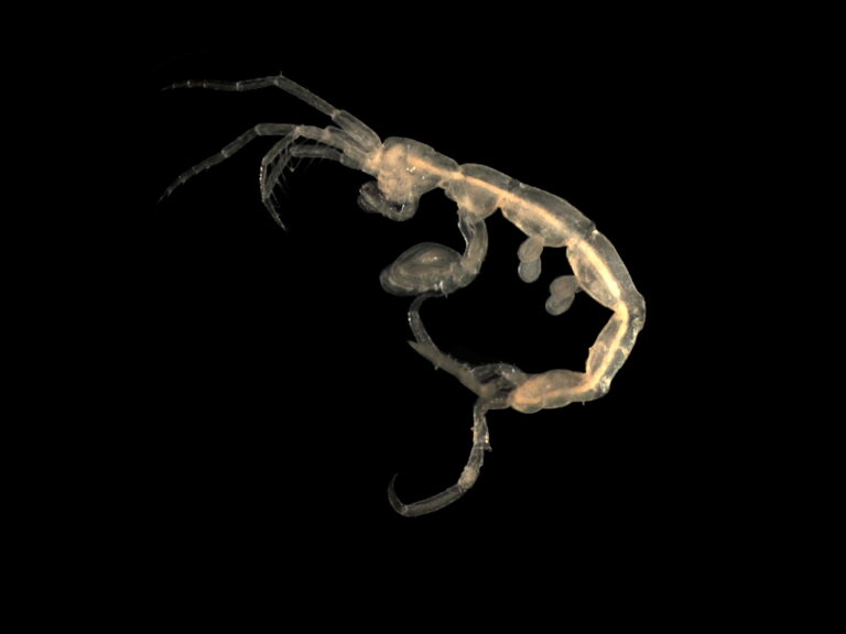 Invisible Creatures: 20 Transparent Animals That Have Perfected ...