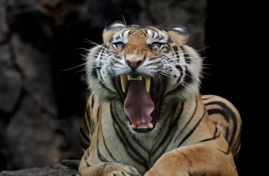 Animals That Eat People - Nature's Most Terrifying Predators - Science ...