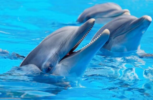 How Do Dolphins Communicate Under Water: Dolphin Communication Research ...