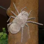 World’s 10 Biggest Spiders Revealed: Jaw-Dropping Photos And Facts From ...