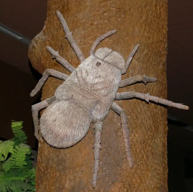 World’s 10 Biggest Spiders Revealed: Jaw-Dropping Photos And Facts From ...