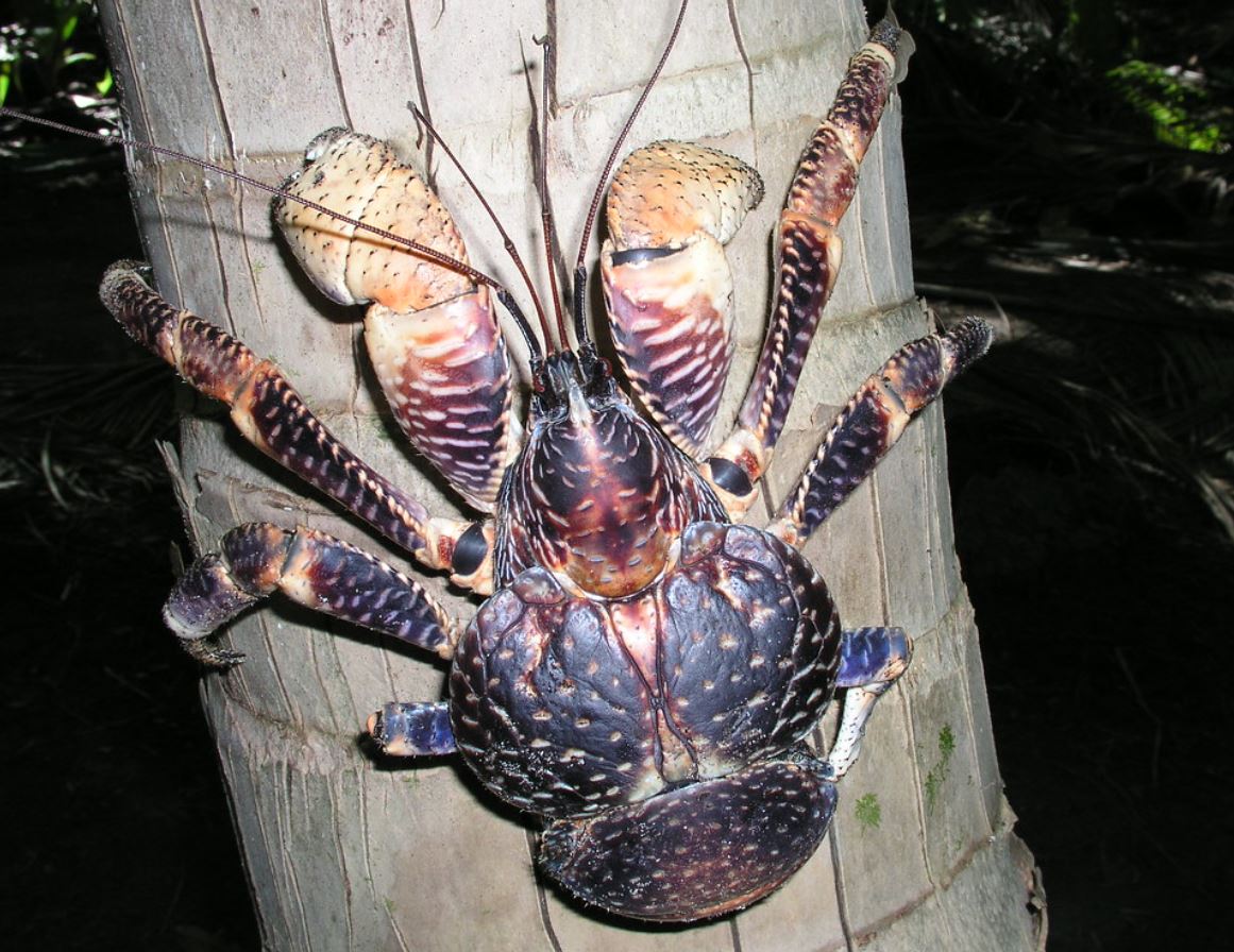 10 Strange But True Facts About Coconut Crabs - Science, Research ...