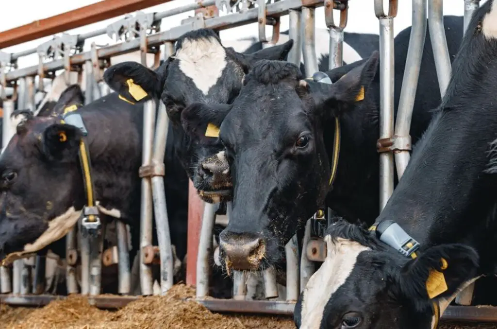 Scientists Breed Climate-Smart Cows With 10 To 20 Times More Milk ...